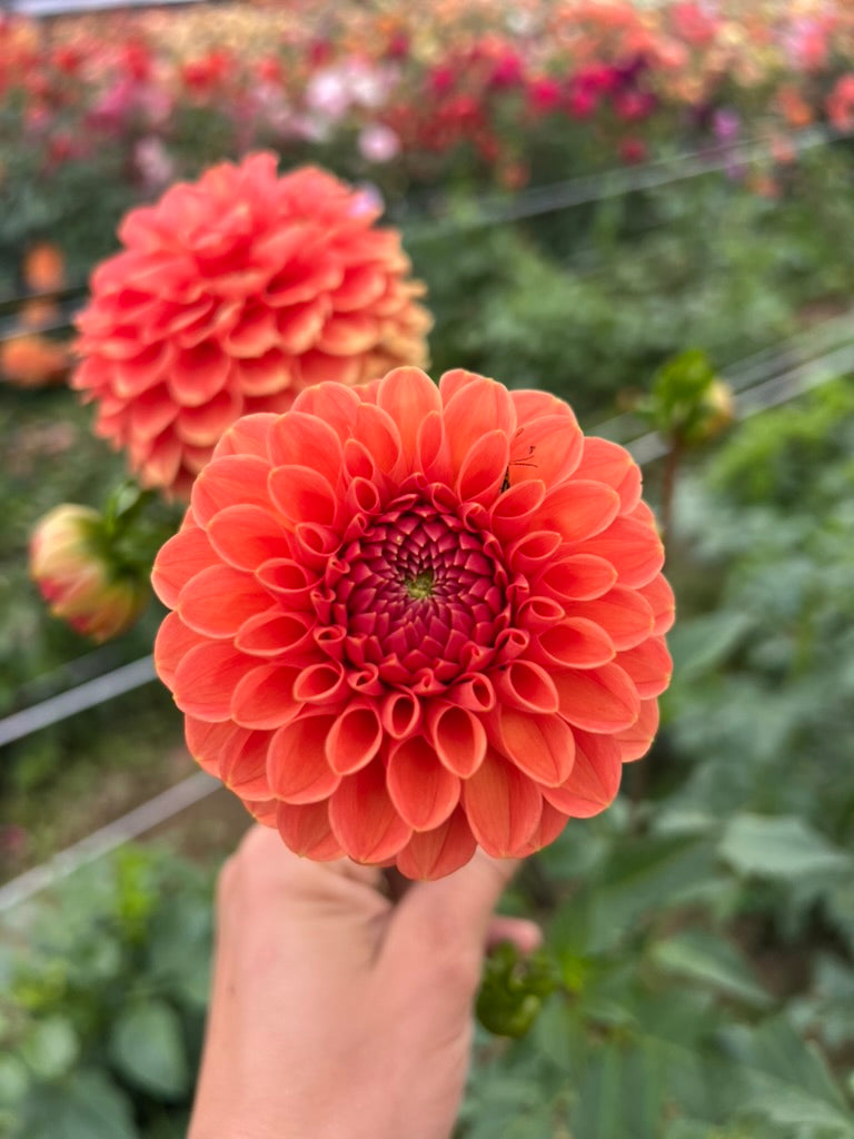 Caleb's Orange Crush – Micro Flower Farm