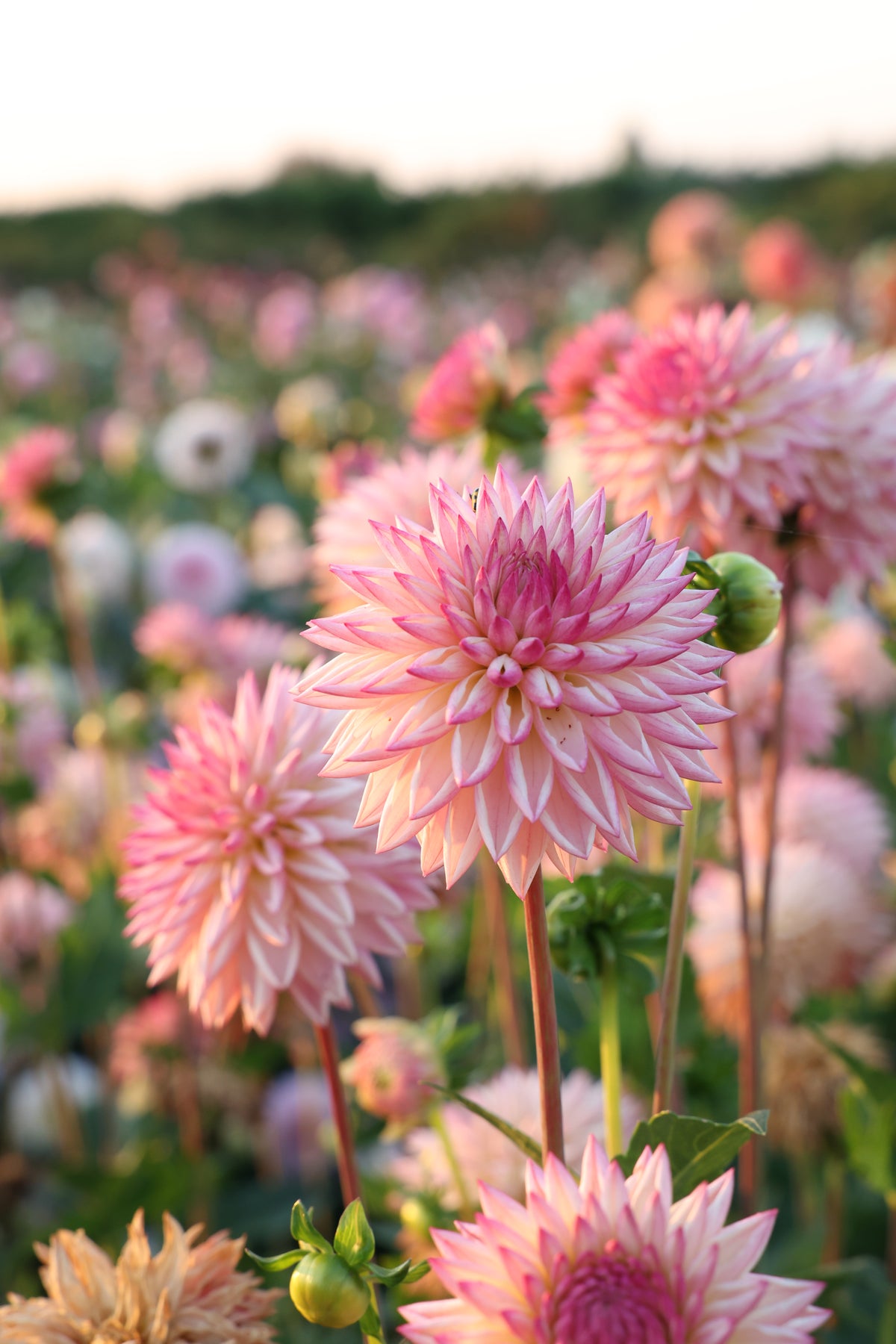 Valley Porcupine – Micro Flower Farm