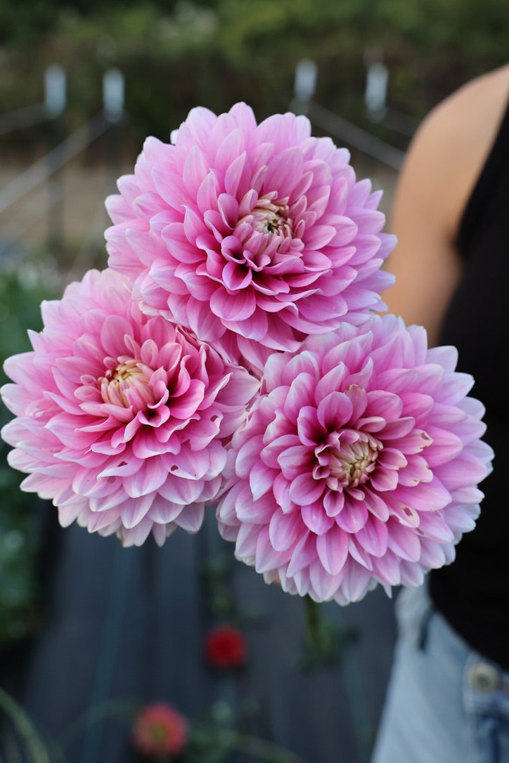 Hapet Rose Dream (Limit 1) – Micro Flower Farm