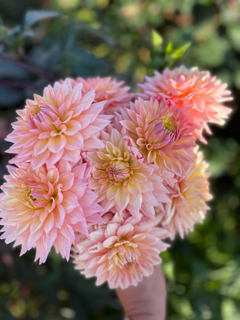 Ruskin Michelle – Micro Flower Farm