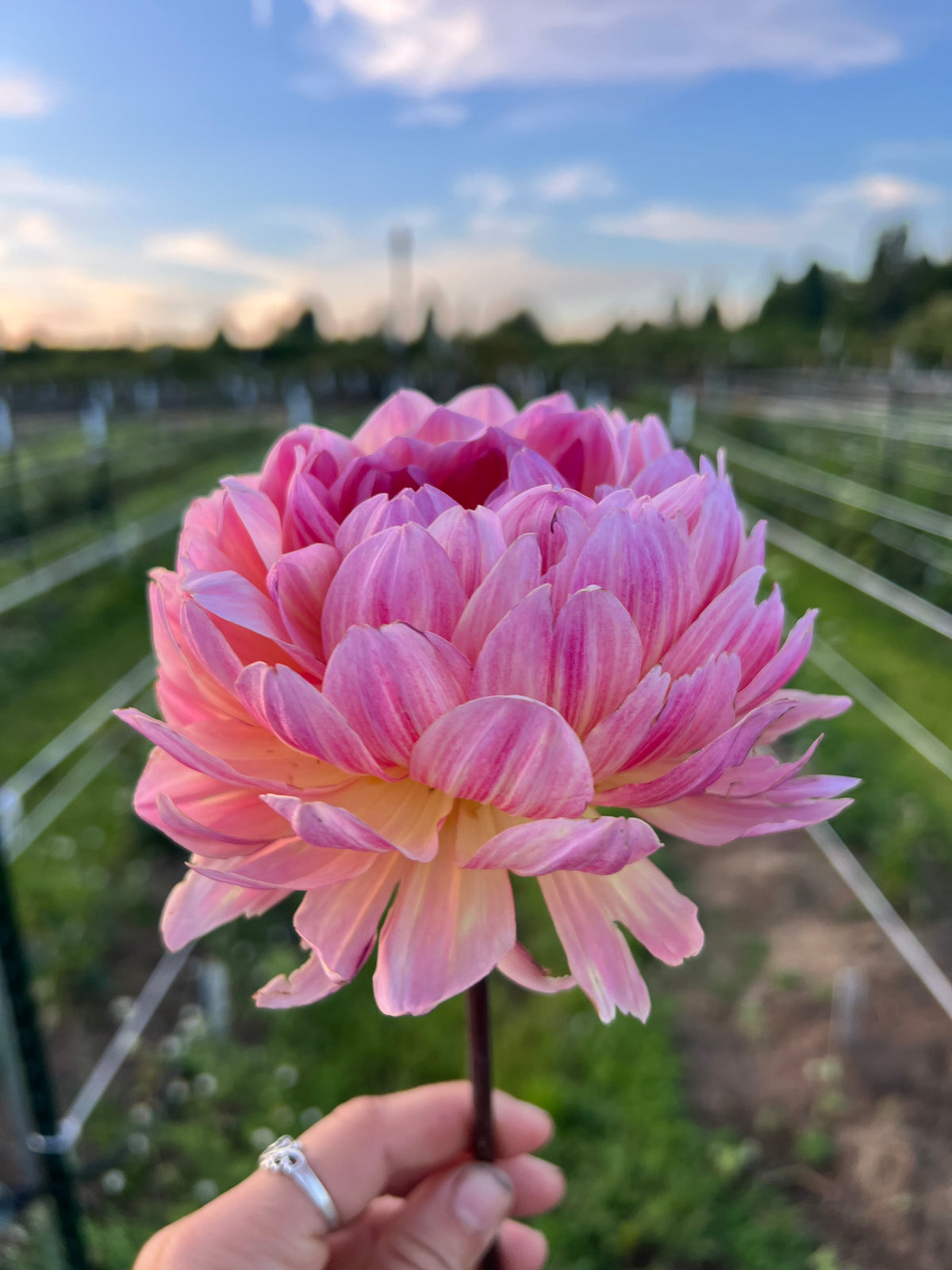 Sandia Bliss – Micro Flower Farm