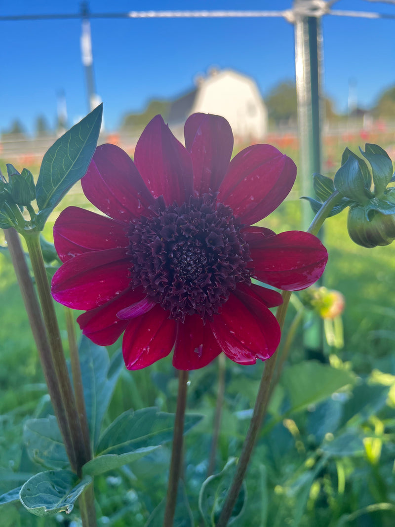 Sandia Garnet – Micro Flower Farm