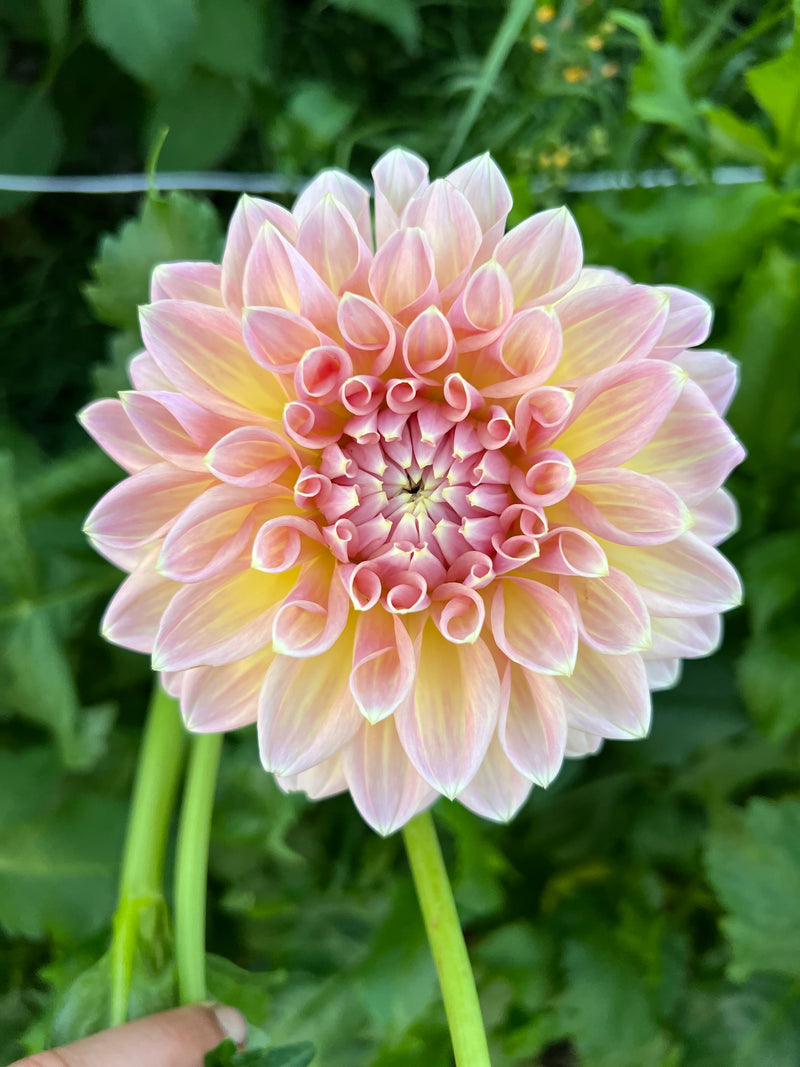 Castle Drive – Micro Flower Farm