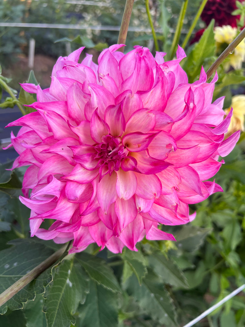 Colorado Classic – Micro Flower Farm