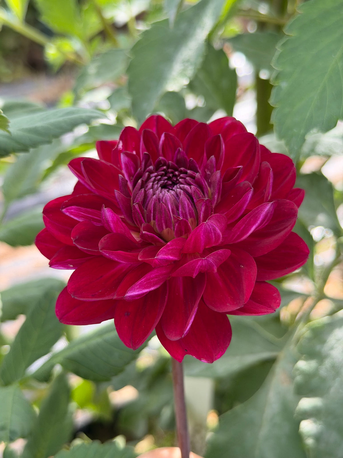 Sandia Bertha – Micro Flower Farm