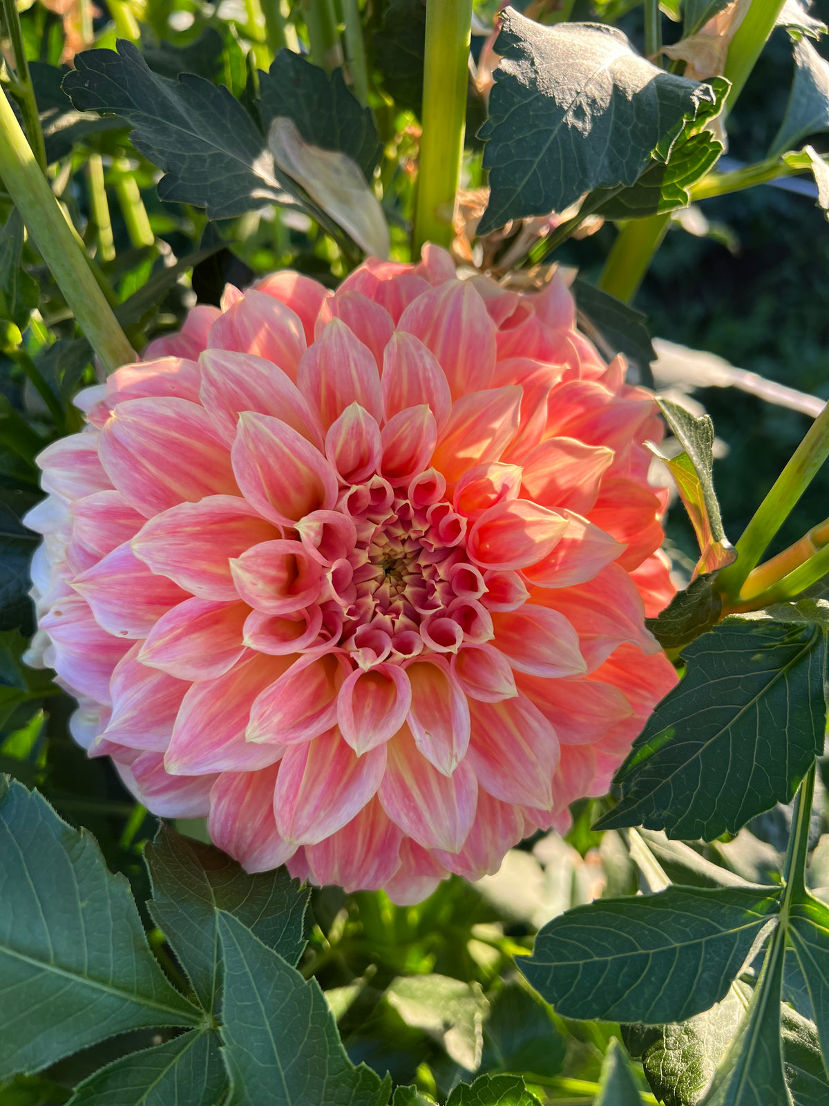 Bracken Glenda (Limit 1) – Micro Flower Farm