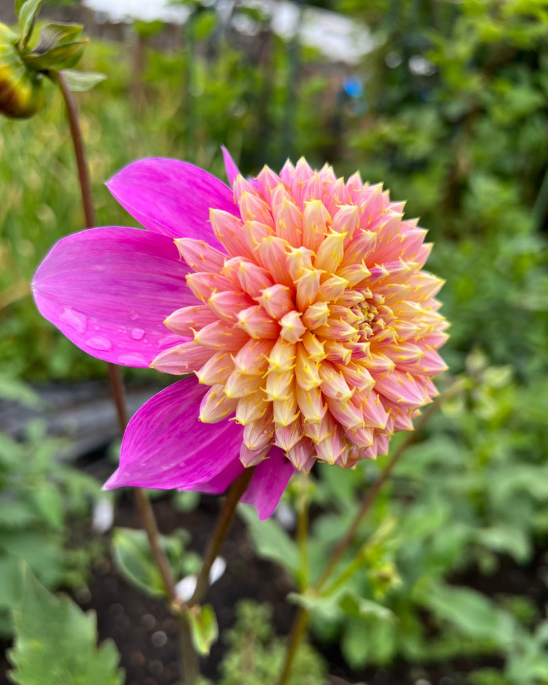 Bloomquist Ginnie (Limit 1) – Micro Flower Farm